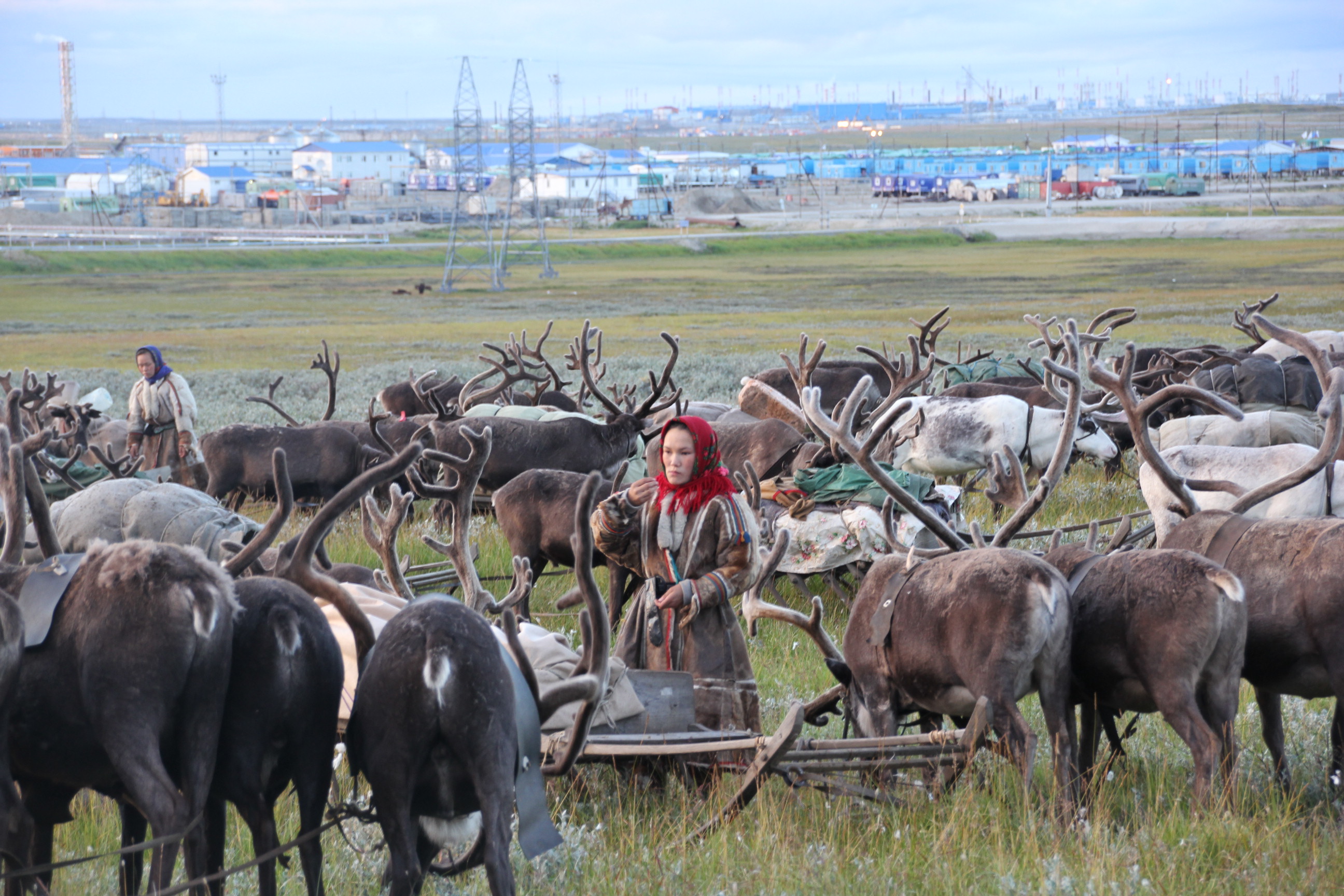 Problems of gigantic reindeer slaughter plan for Yamal-Nenets nomads ...